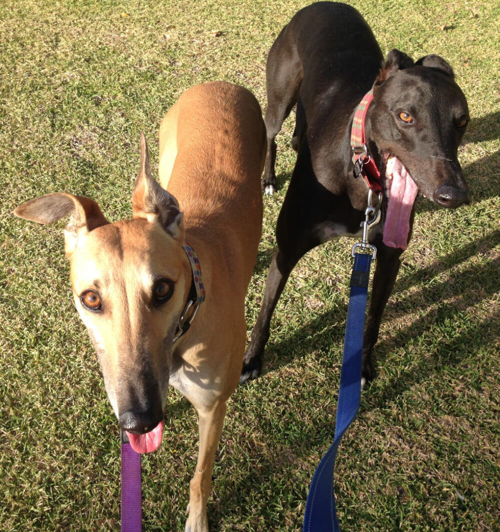 Dog Walking Services | Dog Walking Near Me | Brisbane | Chapel Hill